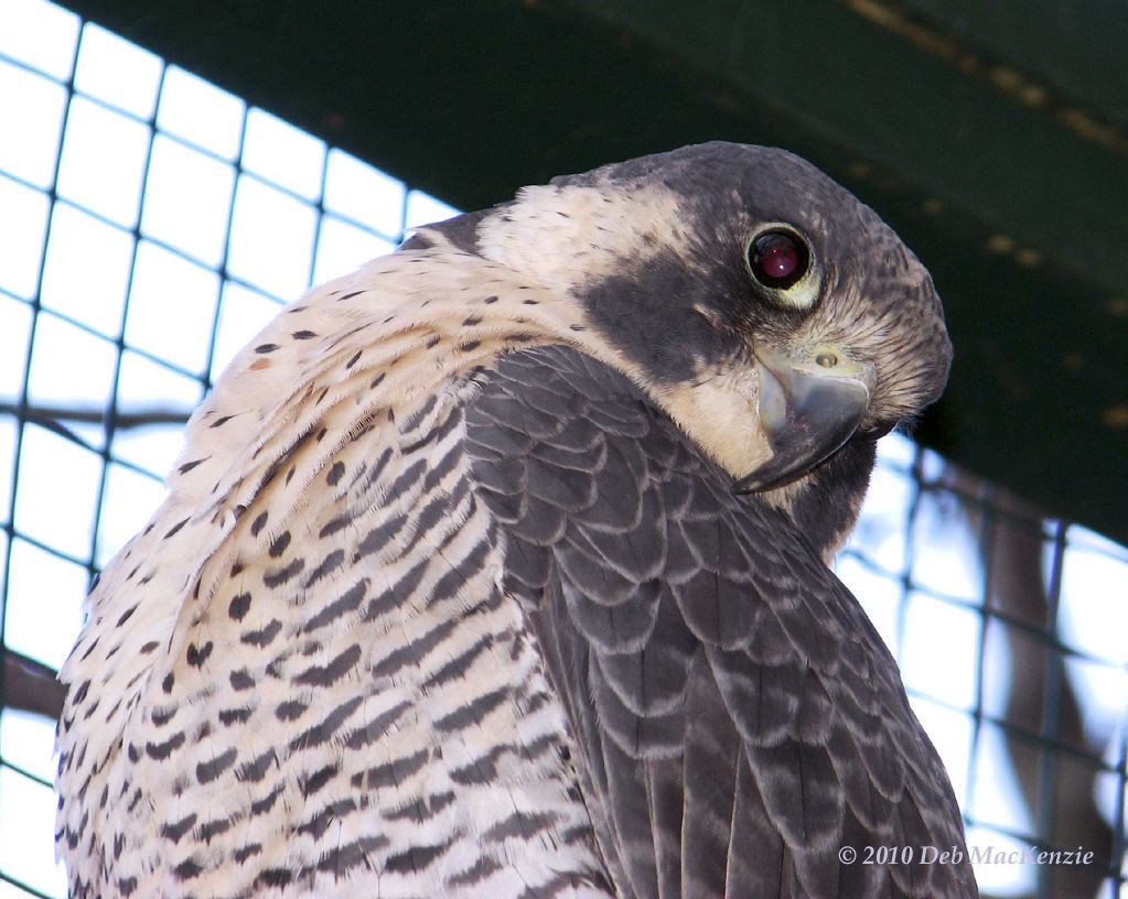 Peregrine Falcon