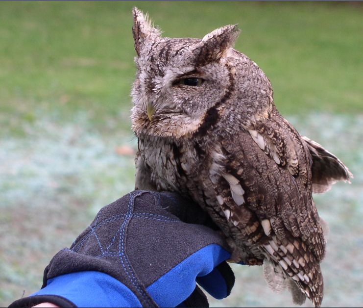 Screech Owl
